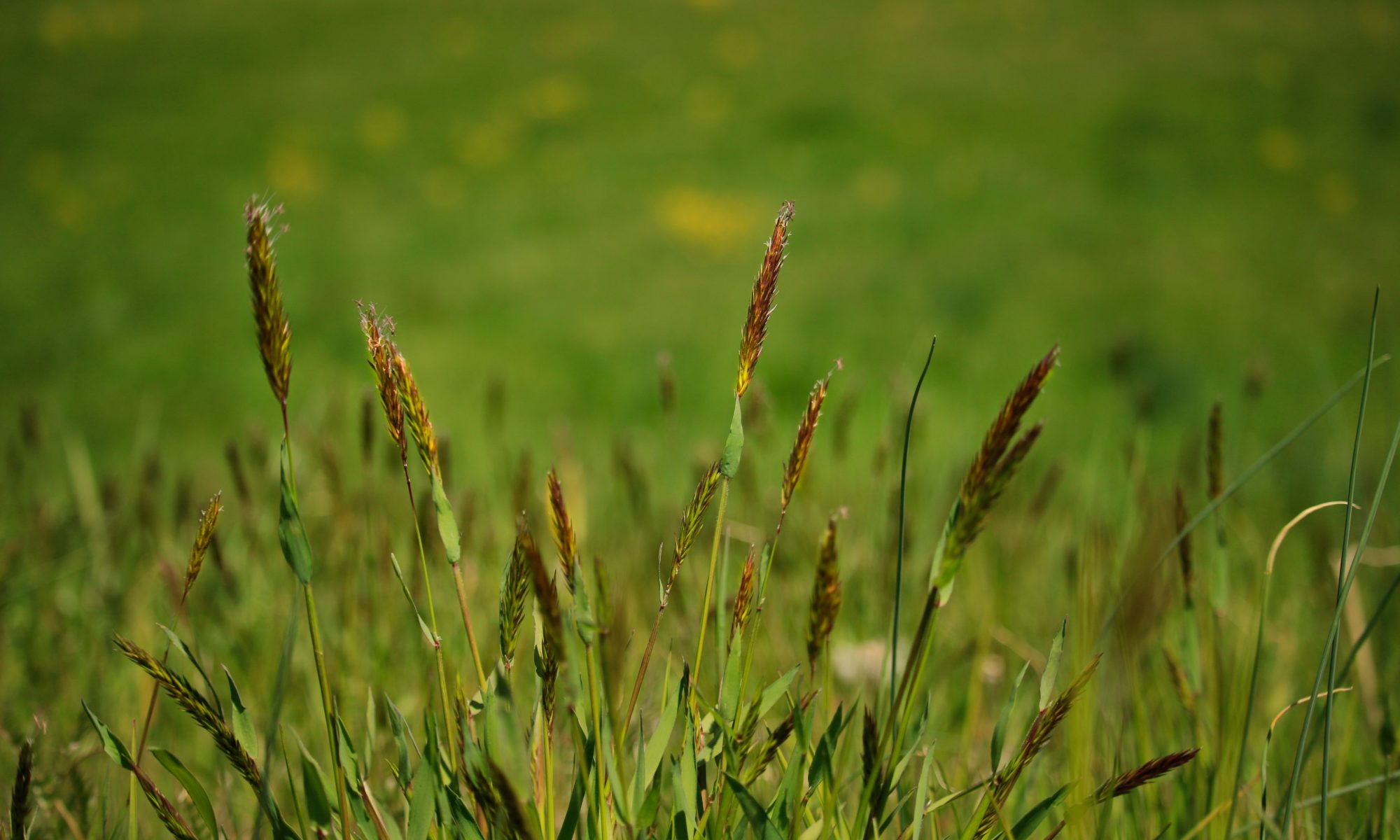 AMA – United for Meckhe, for better and for ever